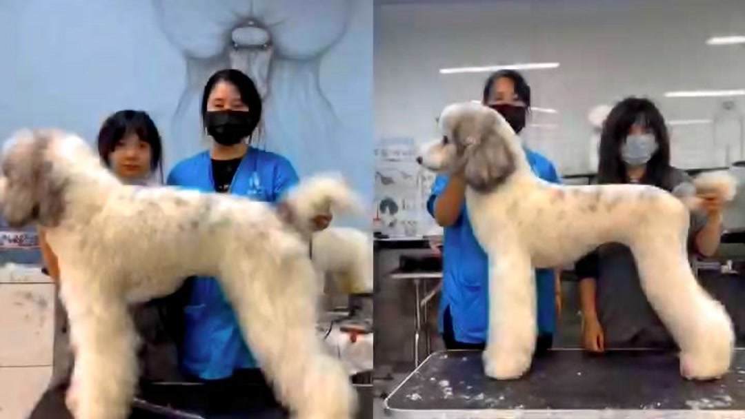 威海宠物美容培训怎么样? 威海宠物美容的价格?