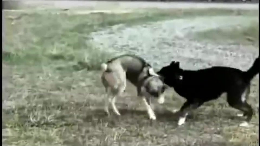 动物世界斗狗2014 凶猛异常哈士奇斗狗