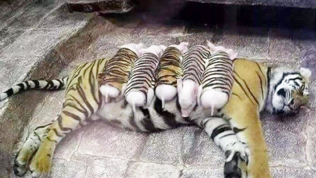 泰国老虎丧子后郁郁寡欢,园方用小猪伴虎仔陪伴它!