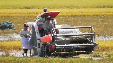 收割机在近1米深的水田割稻谷全过程实拍