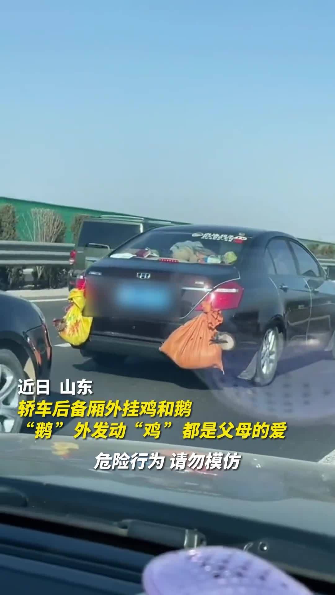 轿车后备厢外挂鸡和鹅 "鹅"外发动"鸡"都是父母的爱