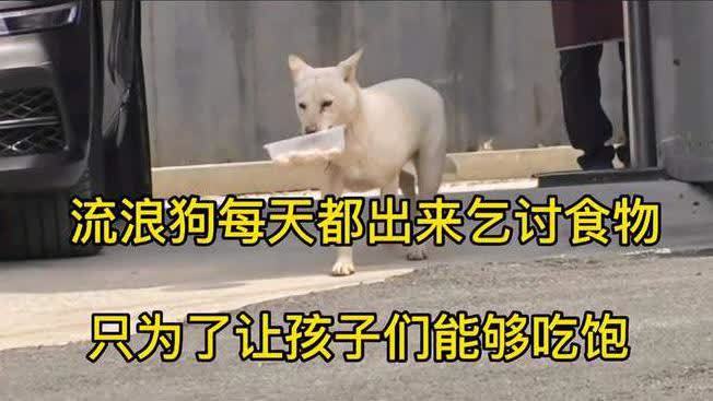 流浪狗为了养活孩子,每天都出来街头乞讨食物