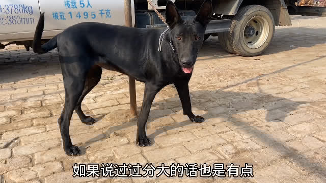 这品相的黑狼犬,真是梦寐以求的狗子!可惜养它场地限制大!
