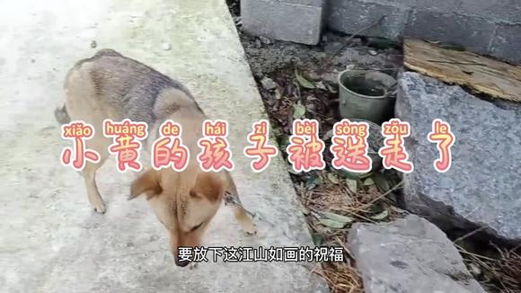 日常vlog家里的小狗狗我都还没看到就被送走了,非常不舍