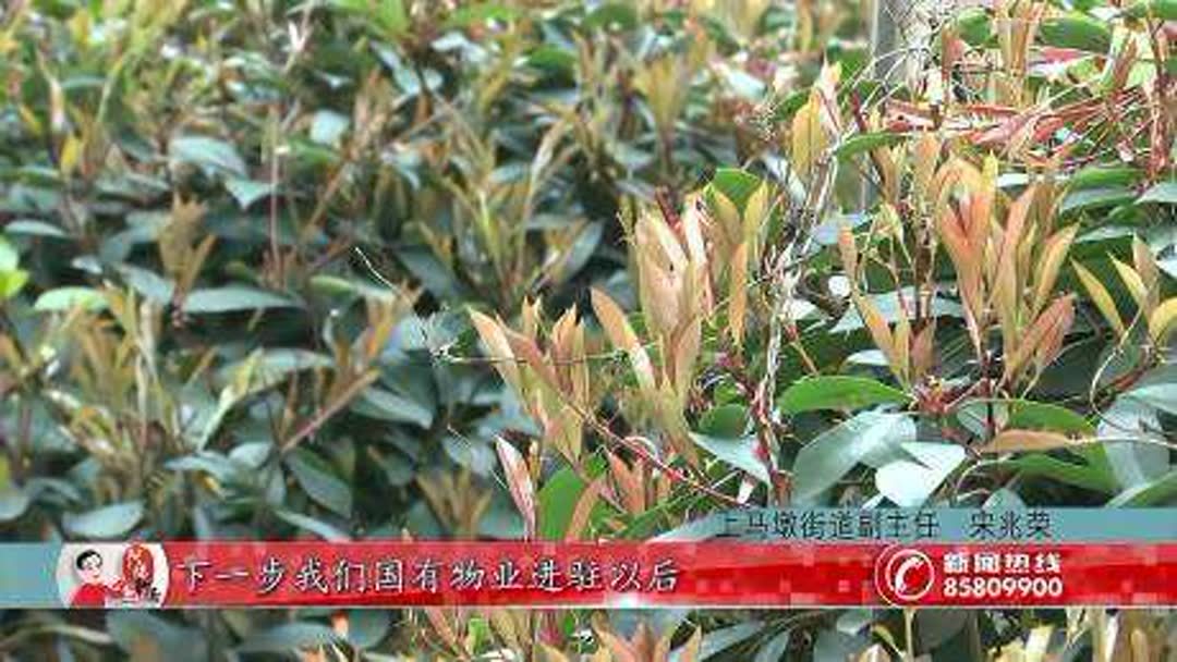 屋顶有了立体绿化 植树补绿美化家园