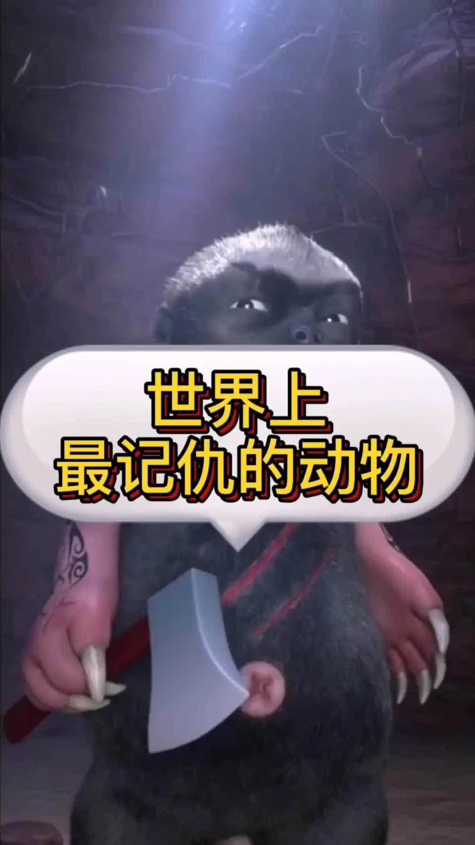 世界上最记仇的动物,千万不能惹