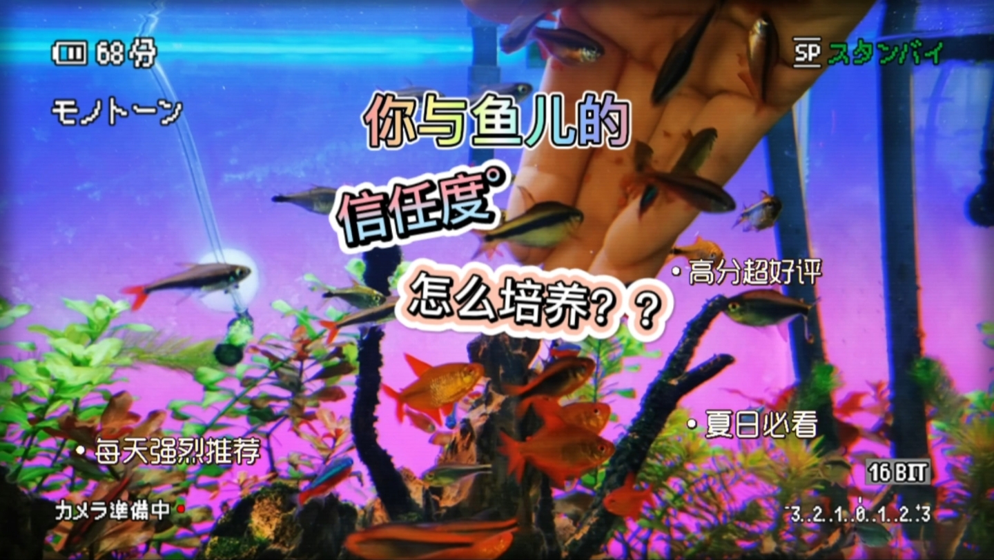 你与鱼儿的 信任度 怎么培养?