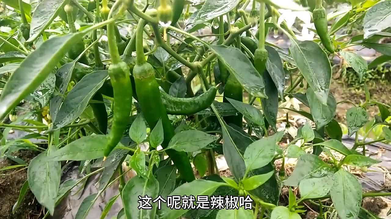 如何种植辣椒产量高?农村大叔讲解种植小技巧,每年都是高产量