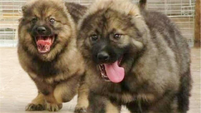 世界上最凶猛的狗,连藏獒都甘拜下风