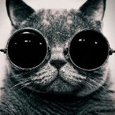 猫奴永不翻身 