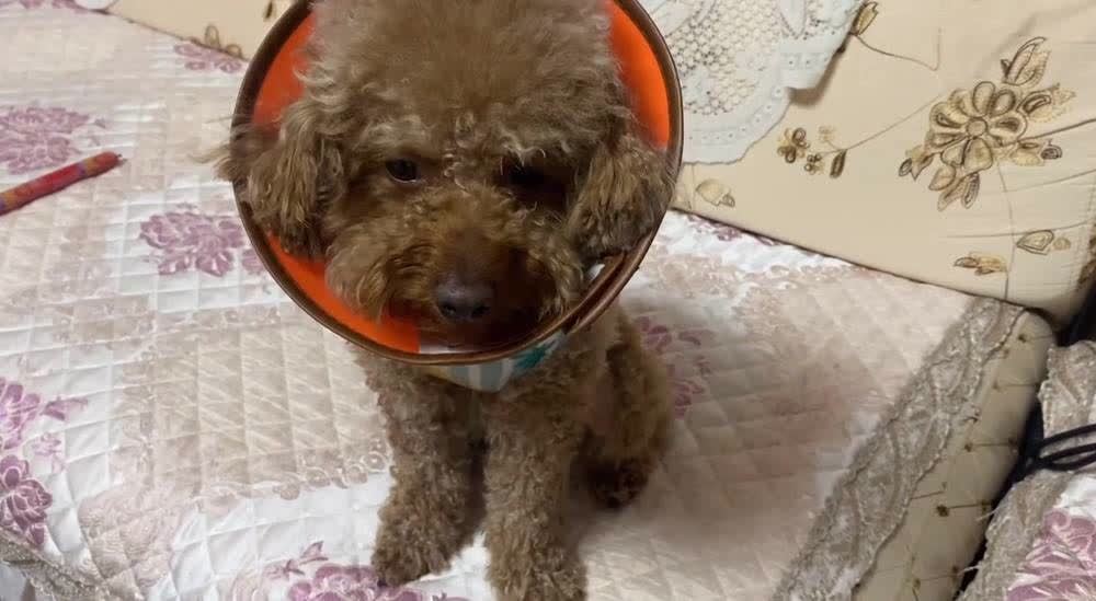 泰迪狗病情才恢复,看到主人吃葡萄竟然咽口水,记吃不...