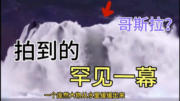 五个拍到罕见的一幕