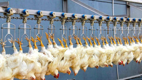 德国惊人的机械化杀鸡过程!生产线高端大气,几乎全世界都在模仿