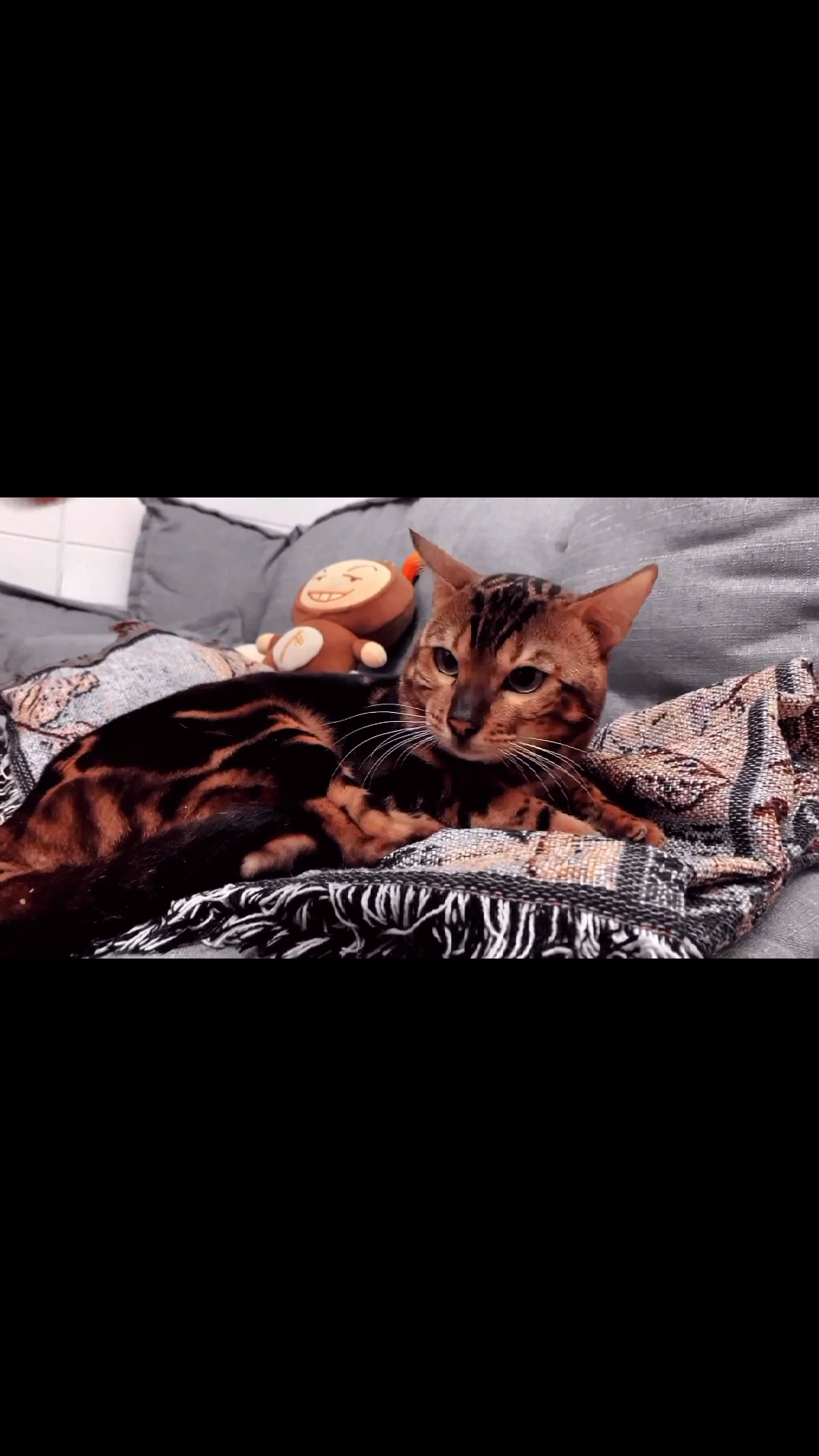 #放肆吸宠#解锁戴森新用法[OK],解决