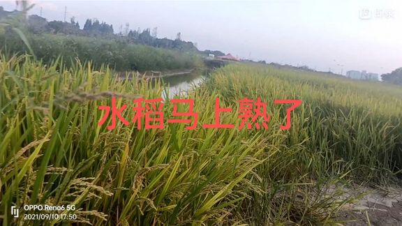 水稻马上成熟了,不知道产量怎么样。