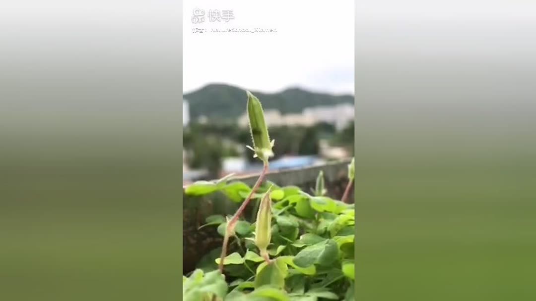 酢浆草的种子弹射传播。视频来自于"漫野自然 -刺猬"的拍摄。