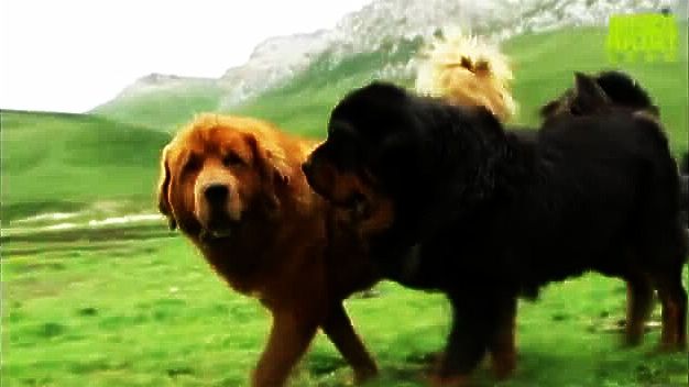 科普:一条视频带你认识藏獒