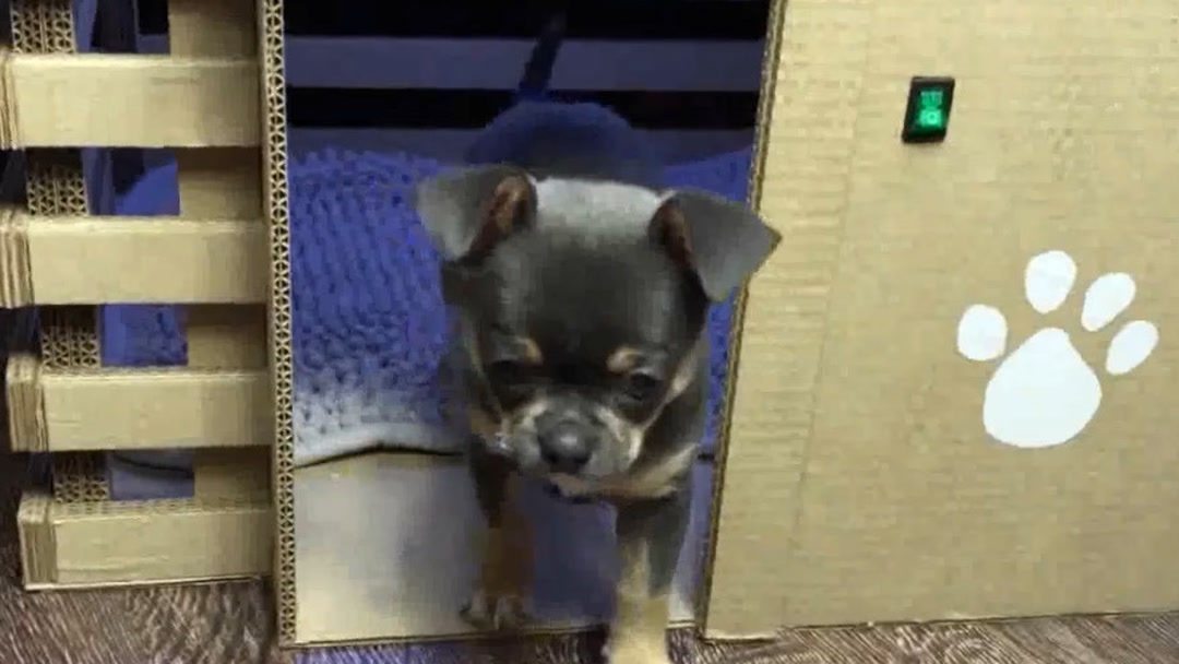 手工达人教你用纸板一个狗窝,网友:你一定没养过哈士奇