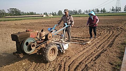 水稻一定要种在水里? 苏北农民发明水稻播种在旱地, 真是第一次见!