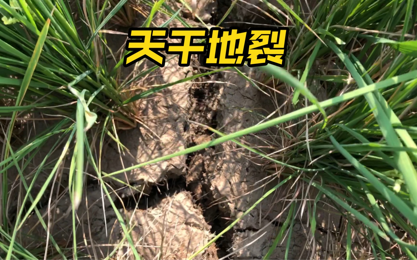 今年种地的农民伯伯,太难了.