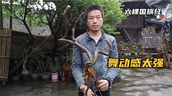 六棵国旗红老桩,说大不大,其中有一棵,形状很有舞动感