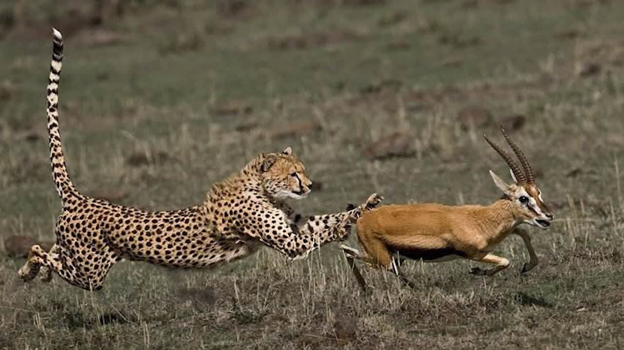 羚羊与3只猎豹拼死一战太勇猛了,猎豹1死1伤,镜头记录全过程