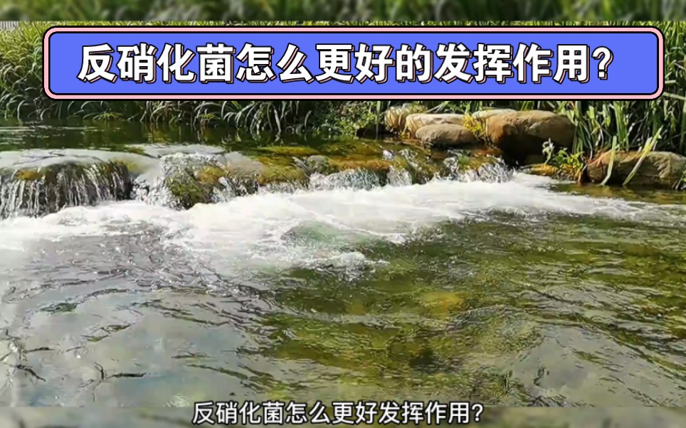 反硝化菌怎么更好地发挥作用?河南祥之源水处理材料有限公司。