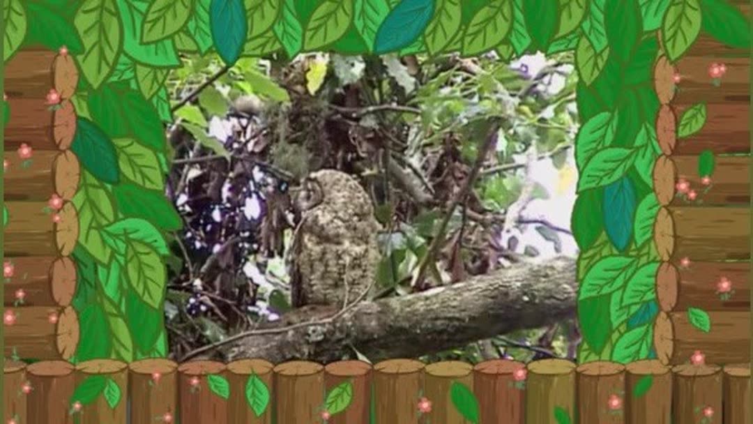 知识大百科猫头鹰