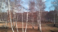 新疆布尔津沿途白桦林
