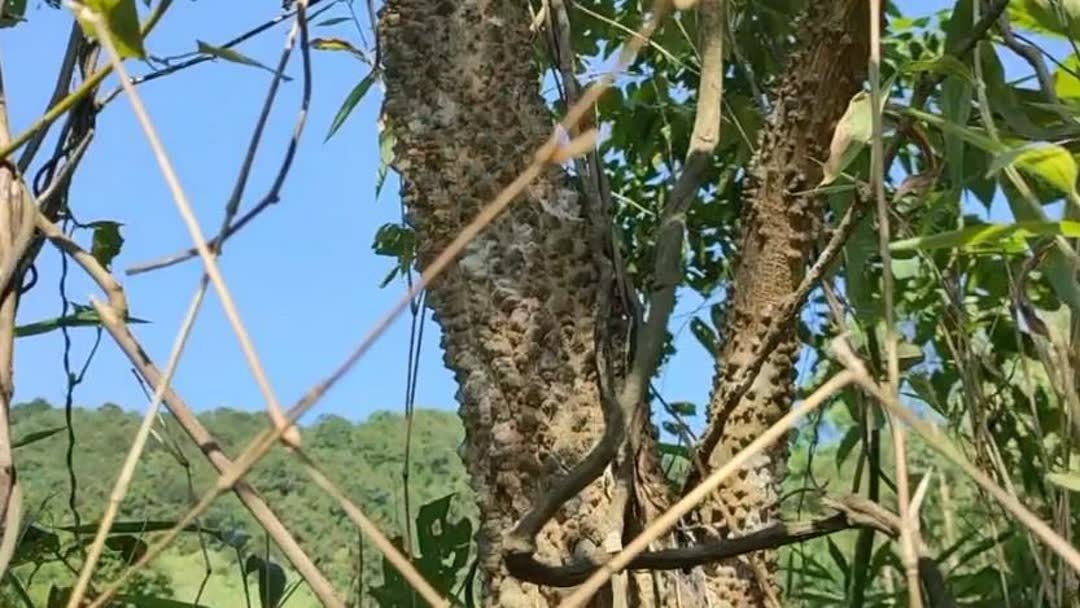 看清楚这是山黄皮,不是黄皮果树。即可做药又可以泡酒