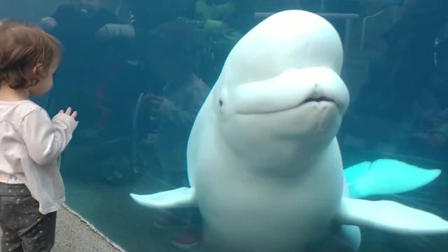 隔着层玻璃,海豚仗着体格大欺负小朋友,人家才不cae好吧!