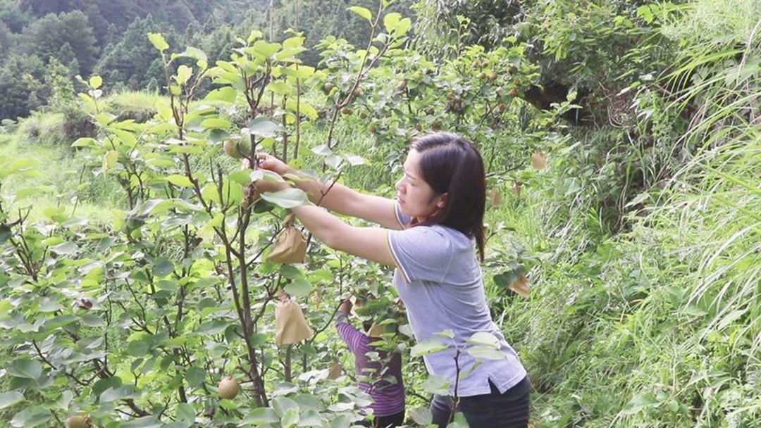 梨子成熟了,今天和婆婆到山上来给梨子套袋,梨子才不会被虫子吃
