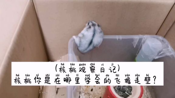 #仓鼠 核桃观察日记2,他居然能飞檐走壁了!
