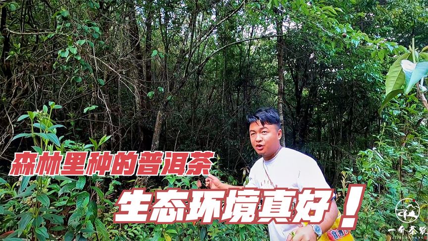 种植在森林里60年树龄的普洱茶,生态环境太棒了,堪比易武森林茶