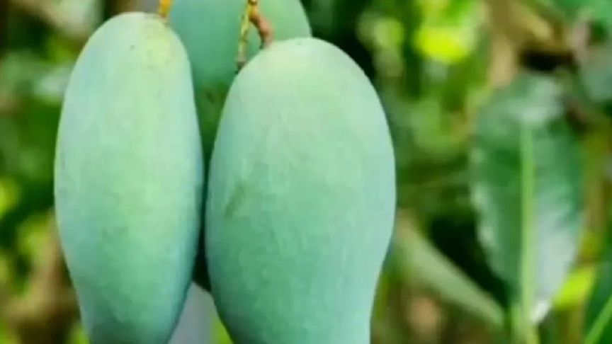 广西有喜报用芒果暗喻高考分数?学校:家长发的