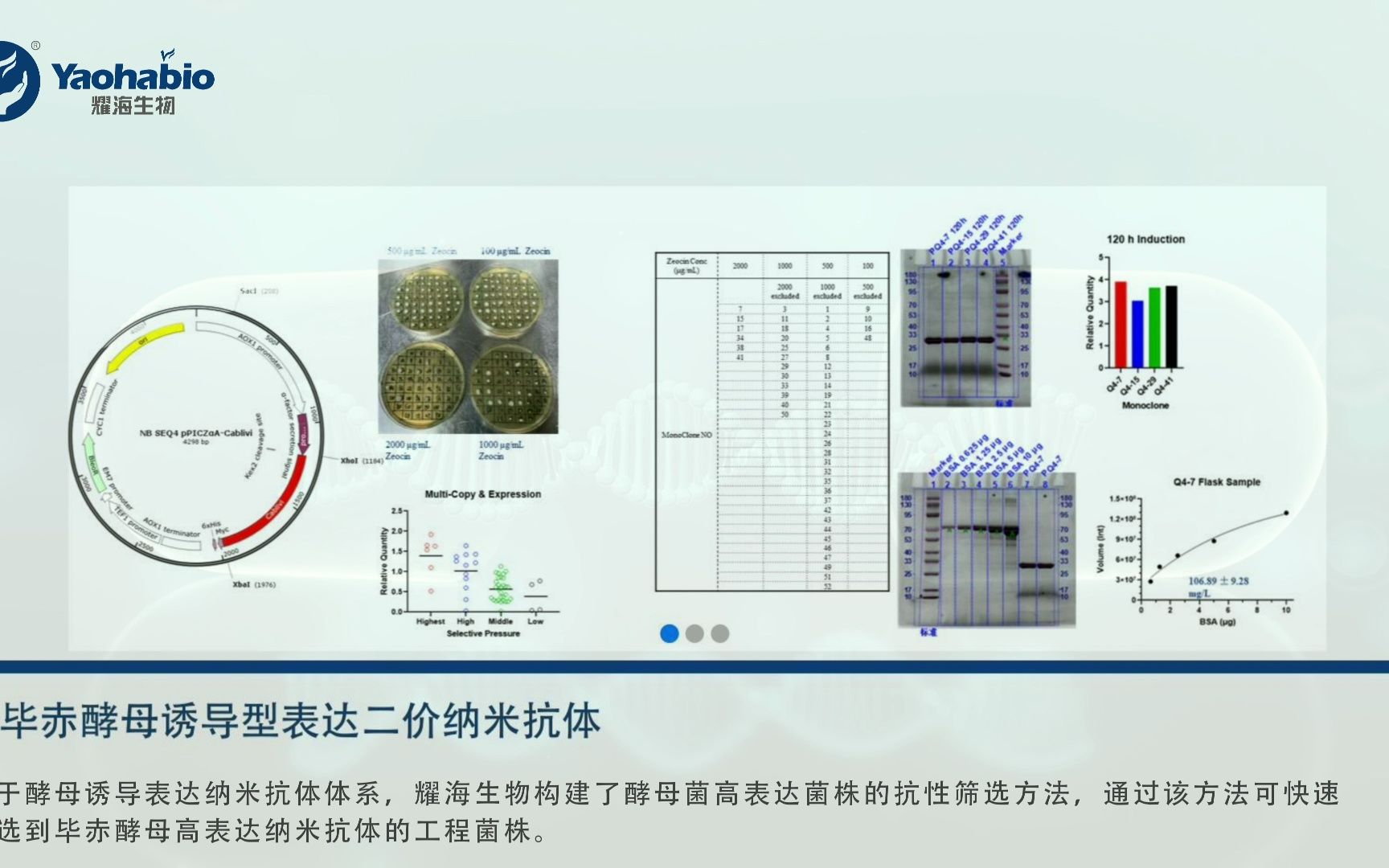 耀海生物 业务介绍 | 毕赤酵母高效分泌表达纳米抗体