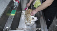 宠物狗洗澡怎样能洗干净?小赵老师教你方法!