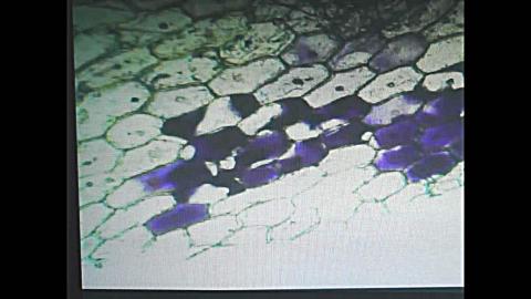 植物细胞质壁分离