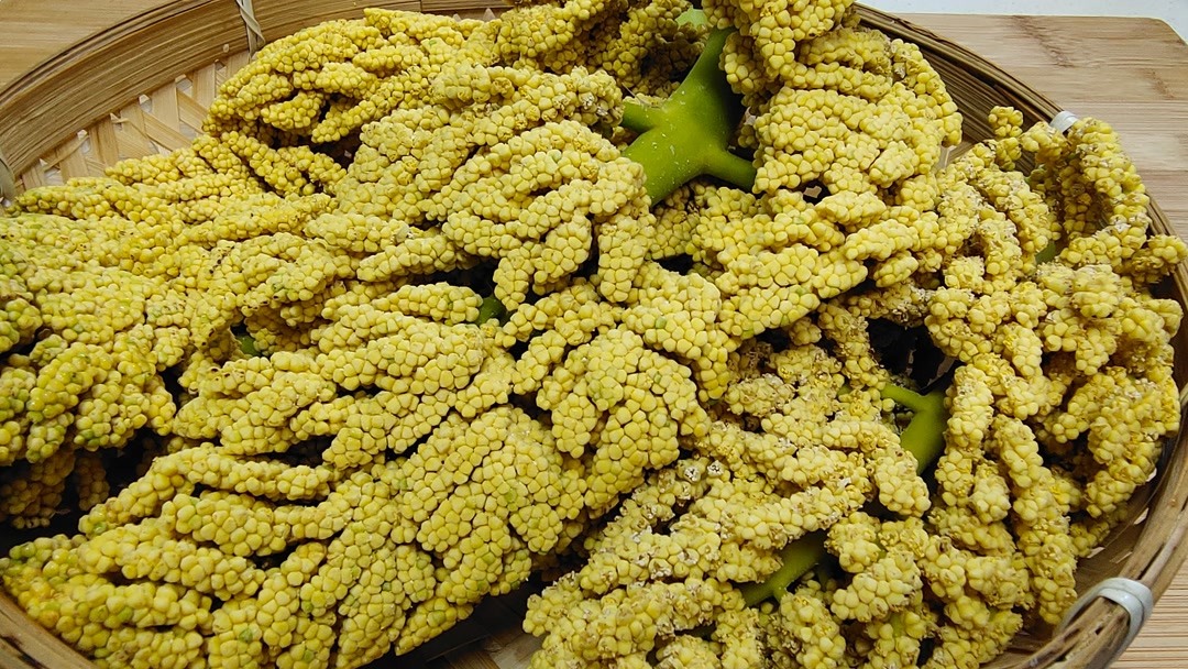 这款清火菜俗称素鱼籽,你绝对没吃过,简单一做,吃一次就上瘾