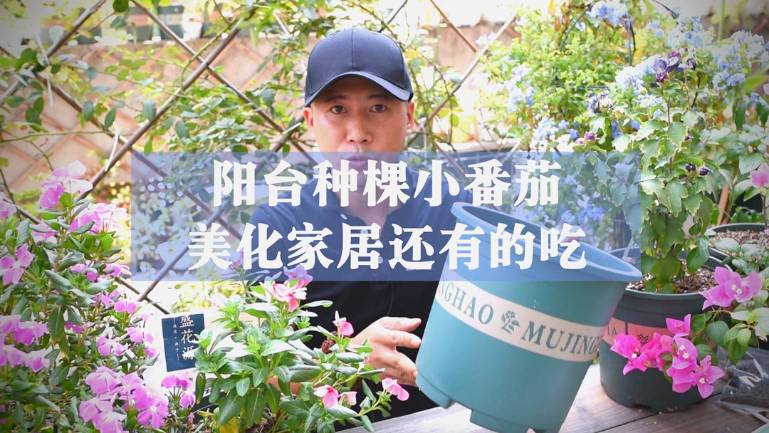 阳台种颗小番茄,美化家居还有的吃,从此不用买番茄