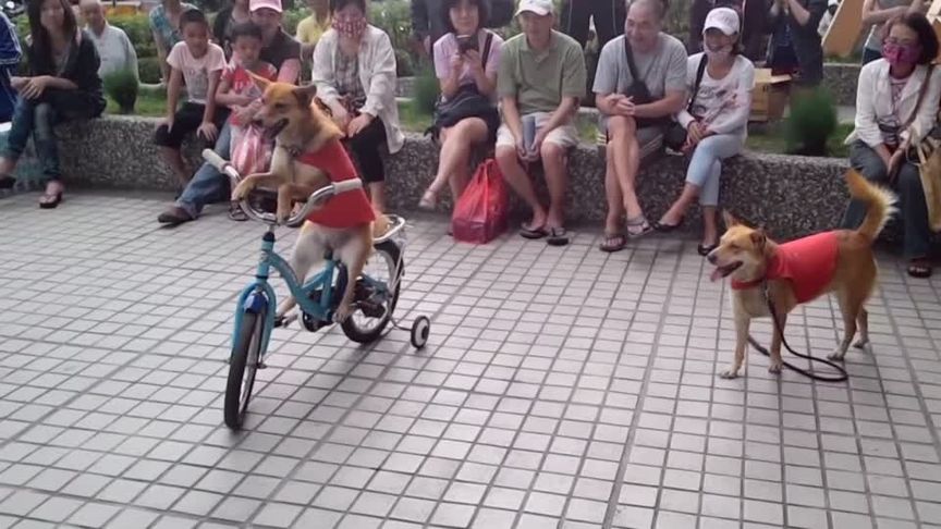 狗狗才艺表演-跳舞加团队骑车