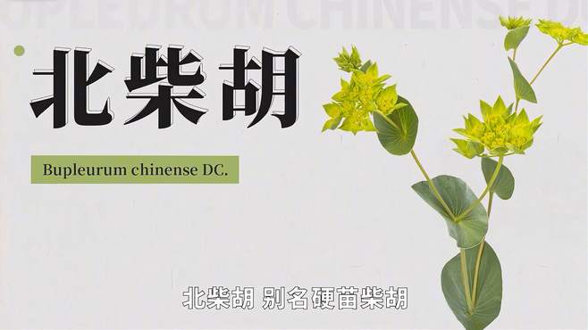 北柴胡——具有高药用价值的草本植物