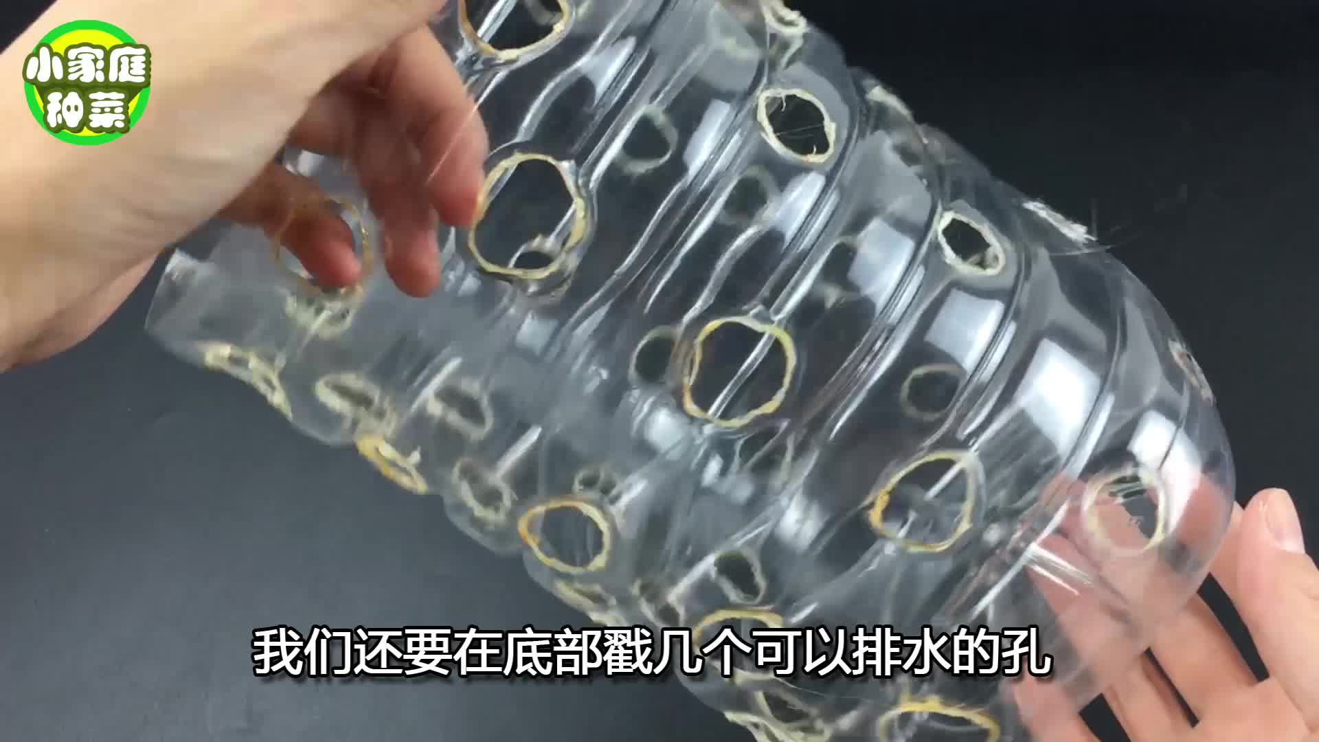 油桶种大蒜原来这么简单,不用营养土、0施肥,也能满盆旺盛