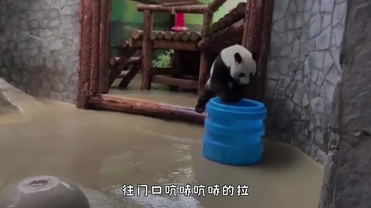 同样是旅居熊猫,为何到了美国瘦骨嶙峋,在其他国家享VIP待遇?