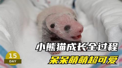 两分钟带你看完小熊猫成长过程,小时候可可爱爱,长大后呆萌帅气