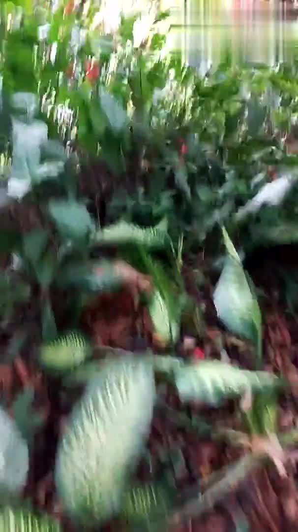 这是阿凡达世界里的神奇植物吗,开满一树诡异的红花