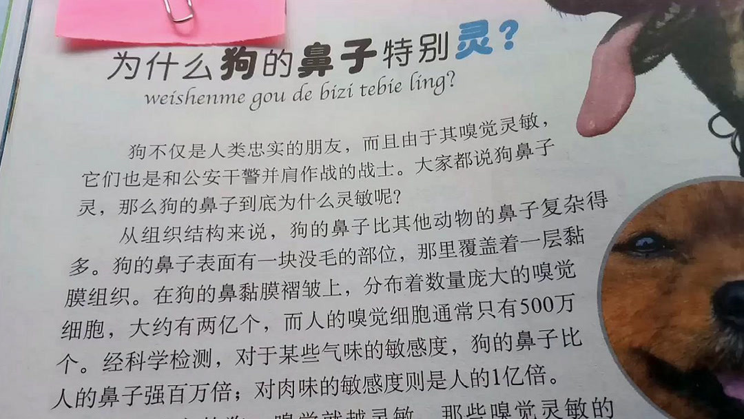 为什么狗的鼻子特别灵？原因简单明了