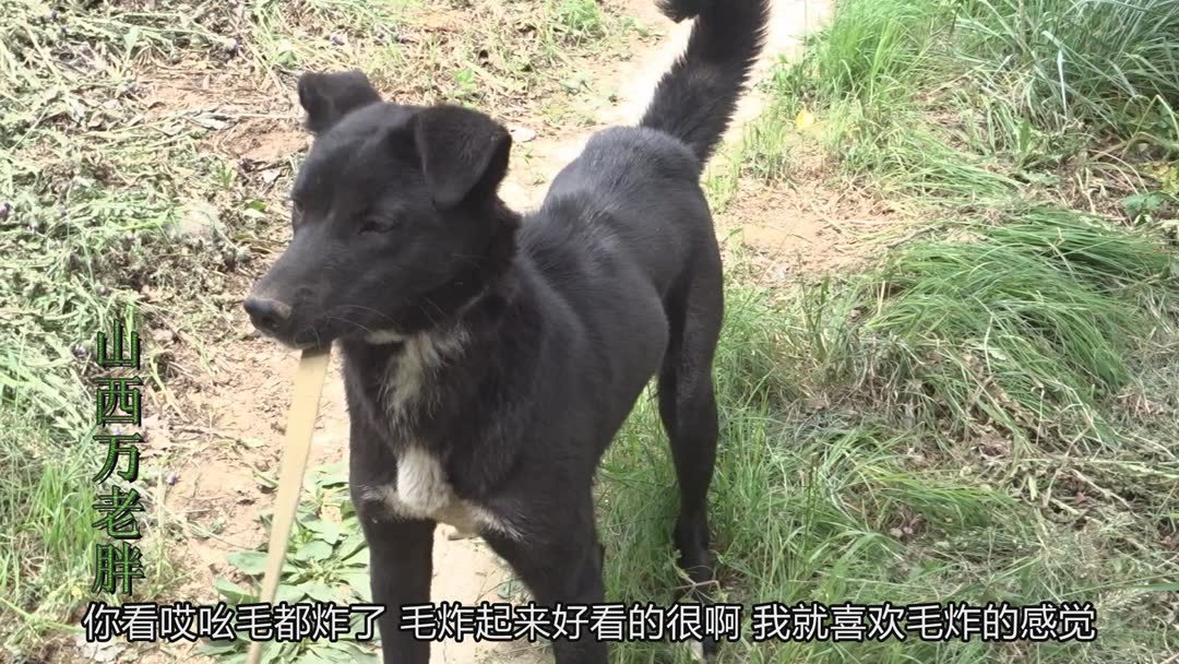 2只土狗见面就是想打架,未成年的狗面对咬死2只狗的狗,敢上吗?