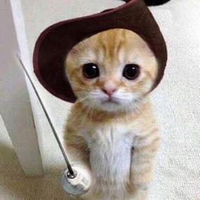 猫猫说电影 