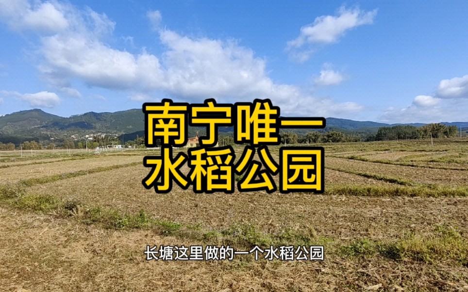 带大家感受南宁唯一的水稻公园